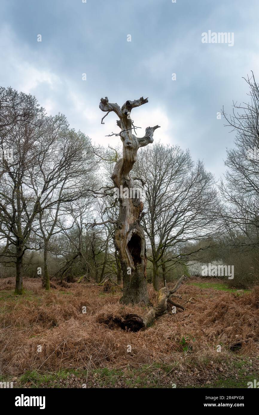 Dead Tree Trunk Wallpaper