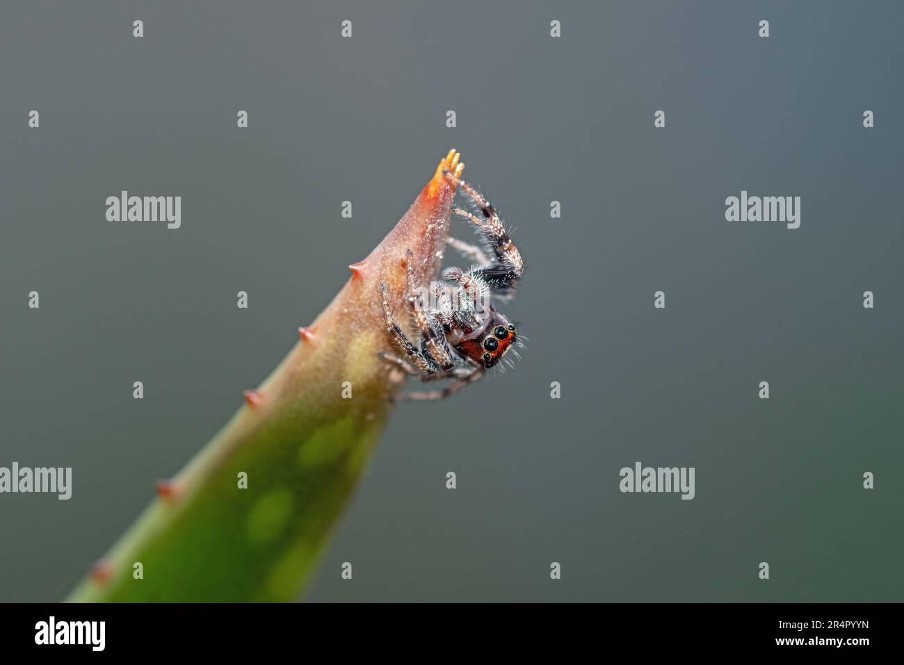 Colonus hesperus jumping spider Stock Photo - Alamy