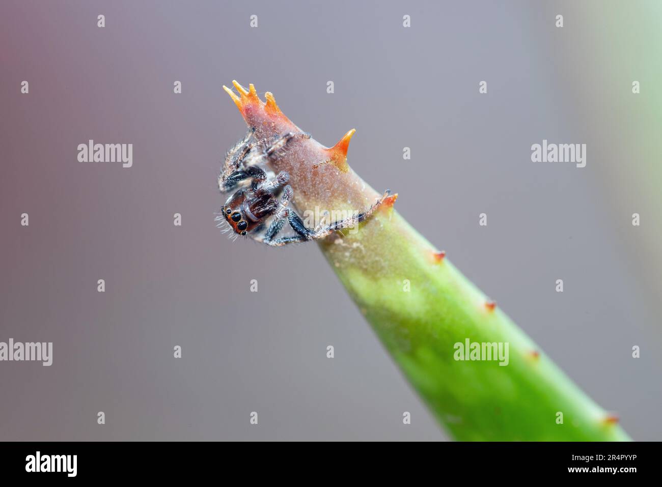 Exoskeleton spider hi-res stock photography and images - Alamy