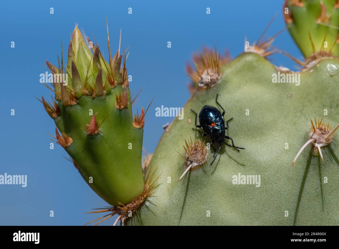 Largus cinctus hi-res stock photography and images - Alamy