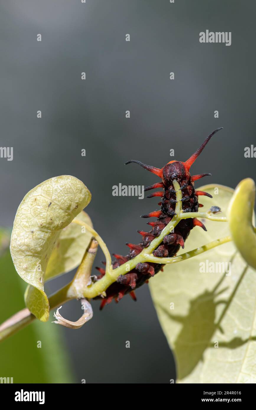 Pipevine caterpillar hi-res stock photography and images - Alamy