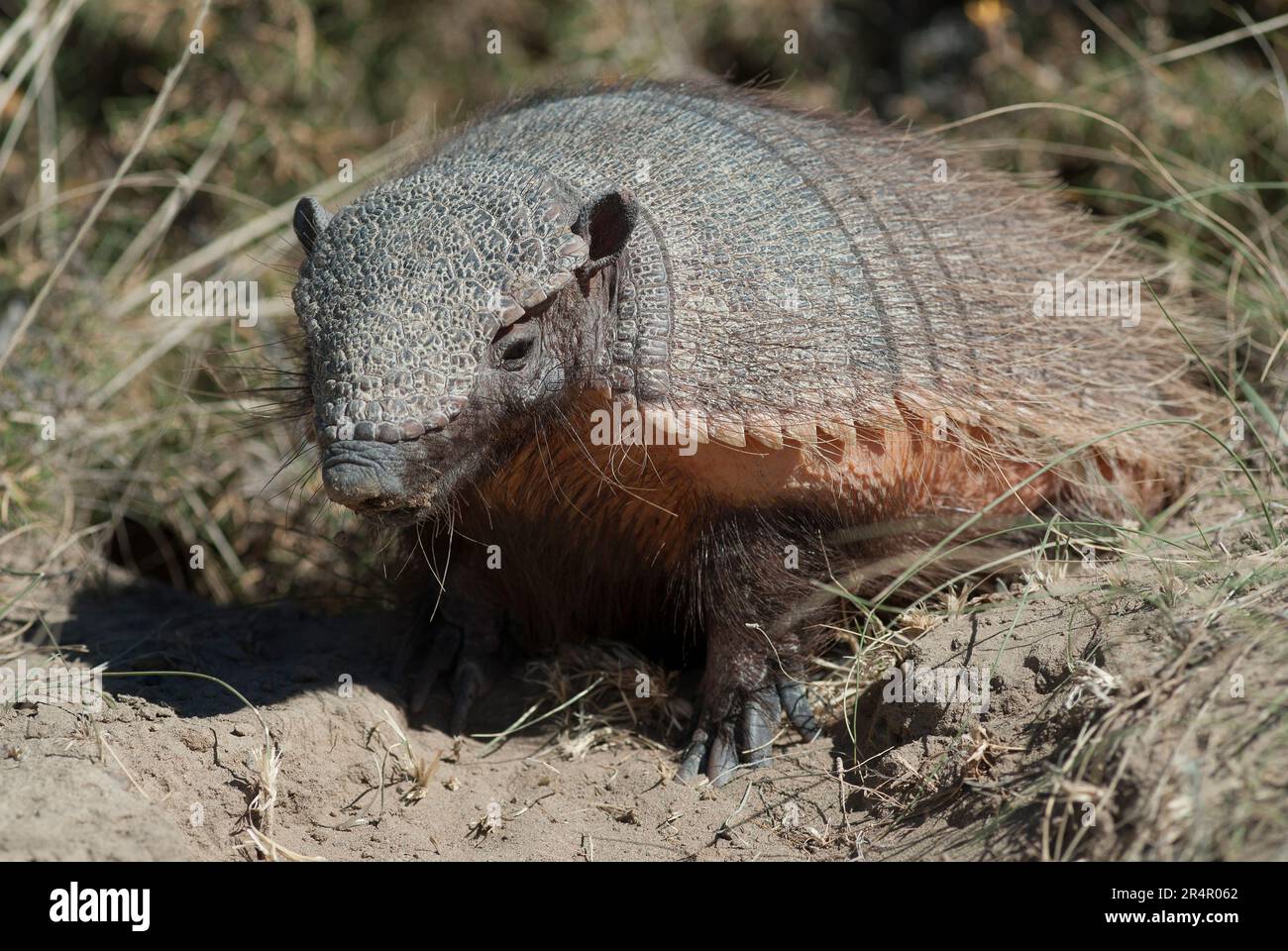 Armadillo burrow hi-res stock photography and images - Alamy