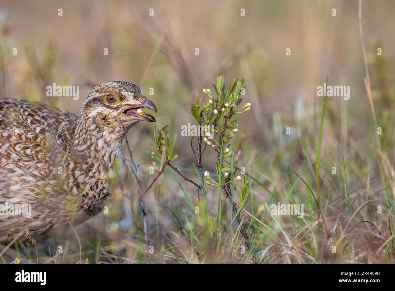 Sharp-tailed grouse eating a sand cherry bud in northern Wisconsin ...