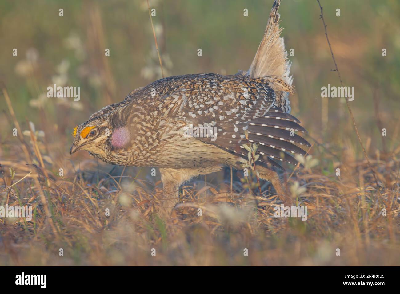 Sharp-tailed grouse in northern Wisconsin Stock Photo - Alamy