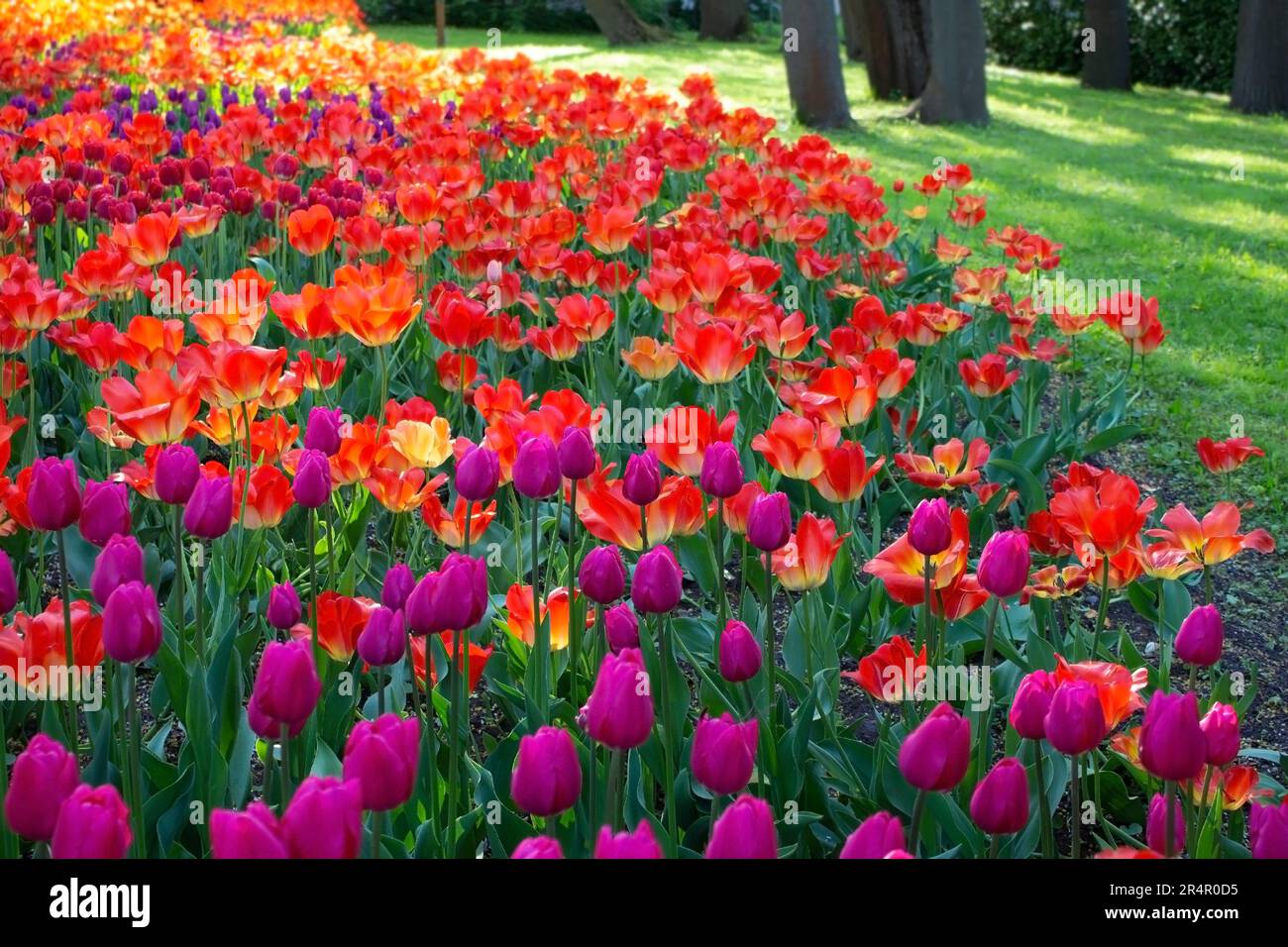 Beautiful colorful tulips are growing in a flowerbed in the park ...