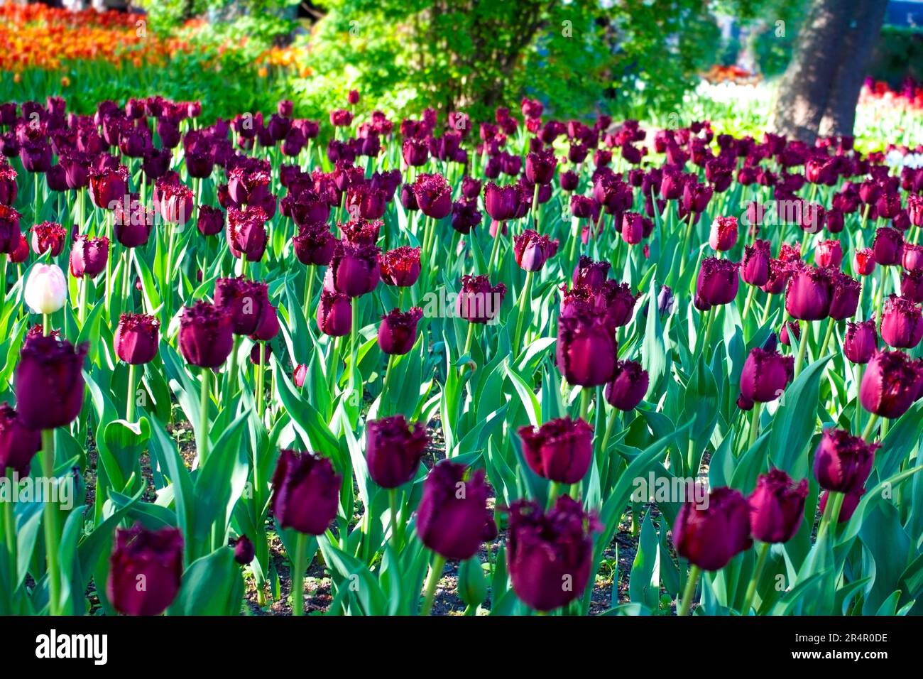 Rare variety hi-res stock photography and images - Alamy