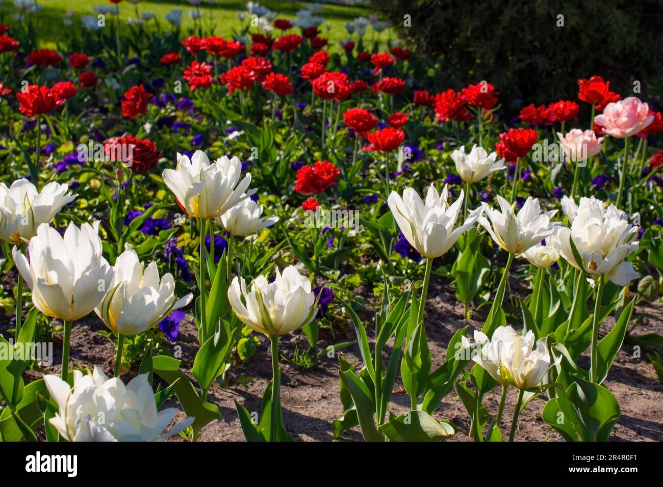 Beautiful colorful tulips are growing in a flowerbed in the park ...