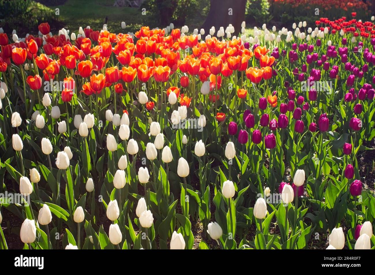 Beautiful colorful tulips are growing in a flowerbed in the park ...