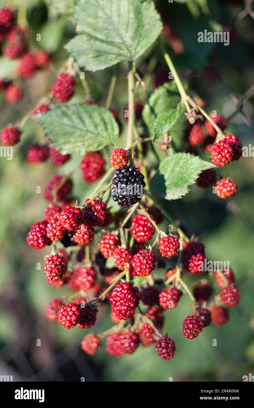 One black and a lot red blackberry on the stem Stock Photo - Alamy