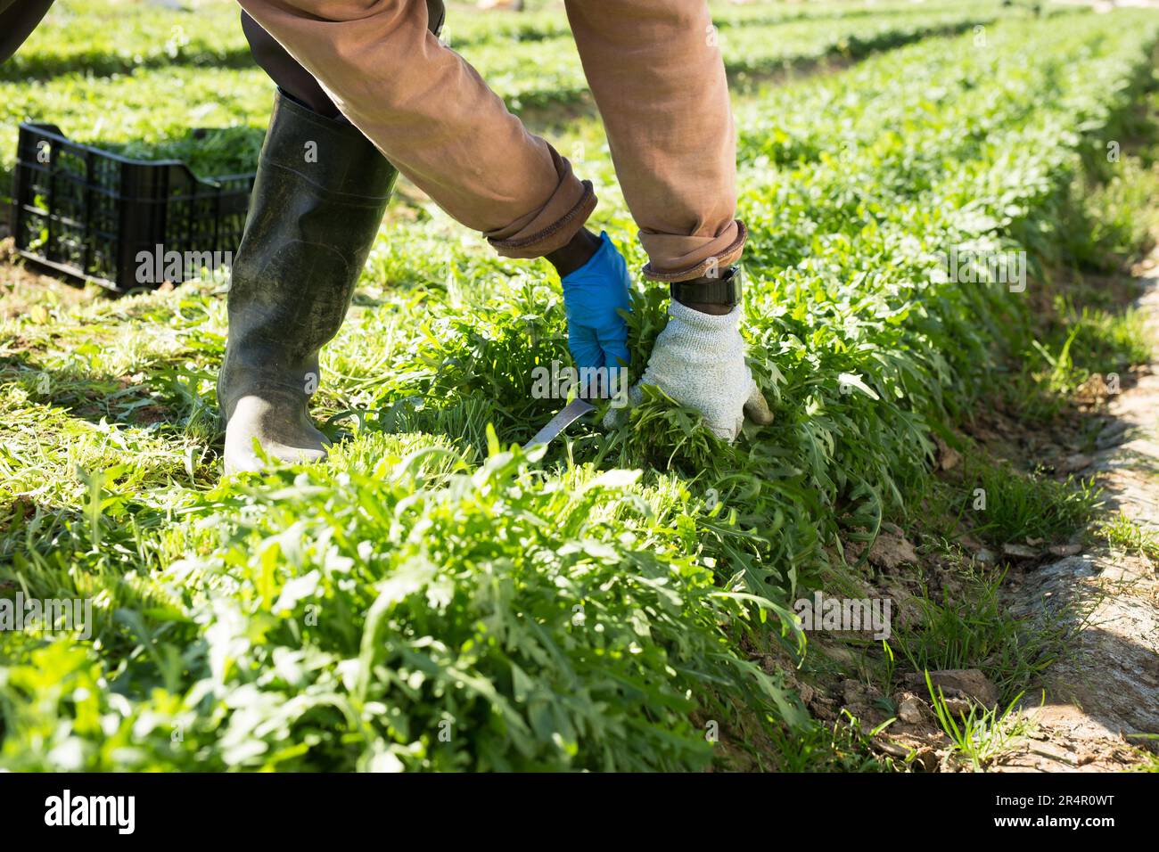 Cutting crops by hand hi-res stock photography and images - Alamy