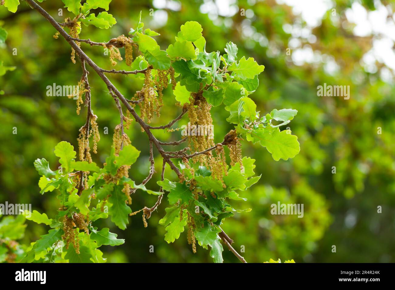 Oak strings hi-res stock photography and images - Alamy