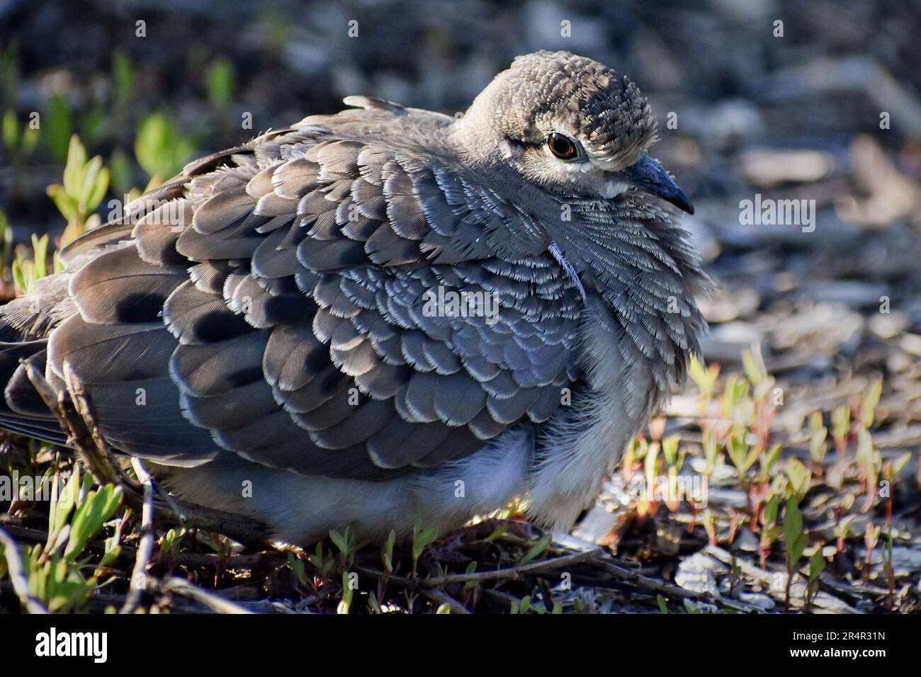 Cute Dove on land Stock Photo - Alamy