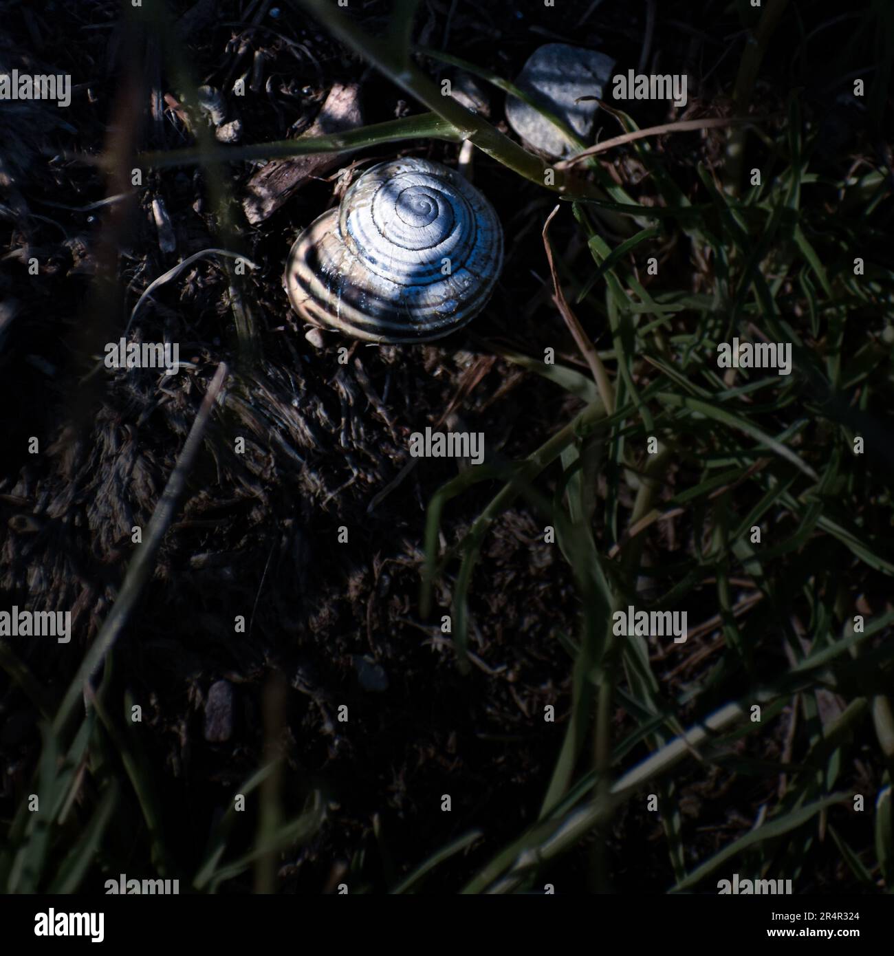 Single Snail shell in wild Stock Photo - Alamy