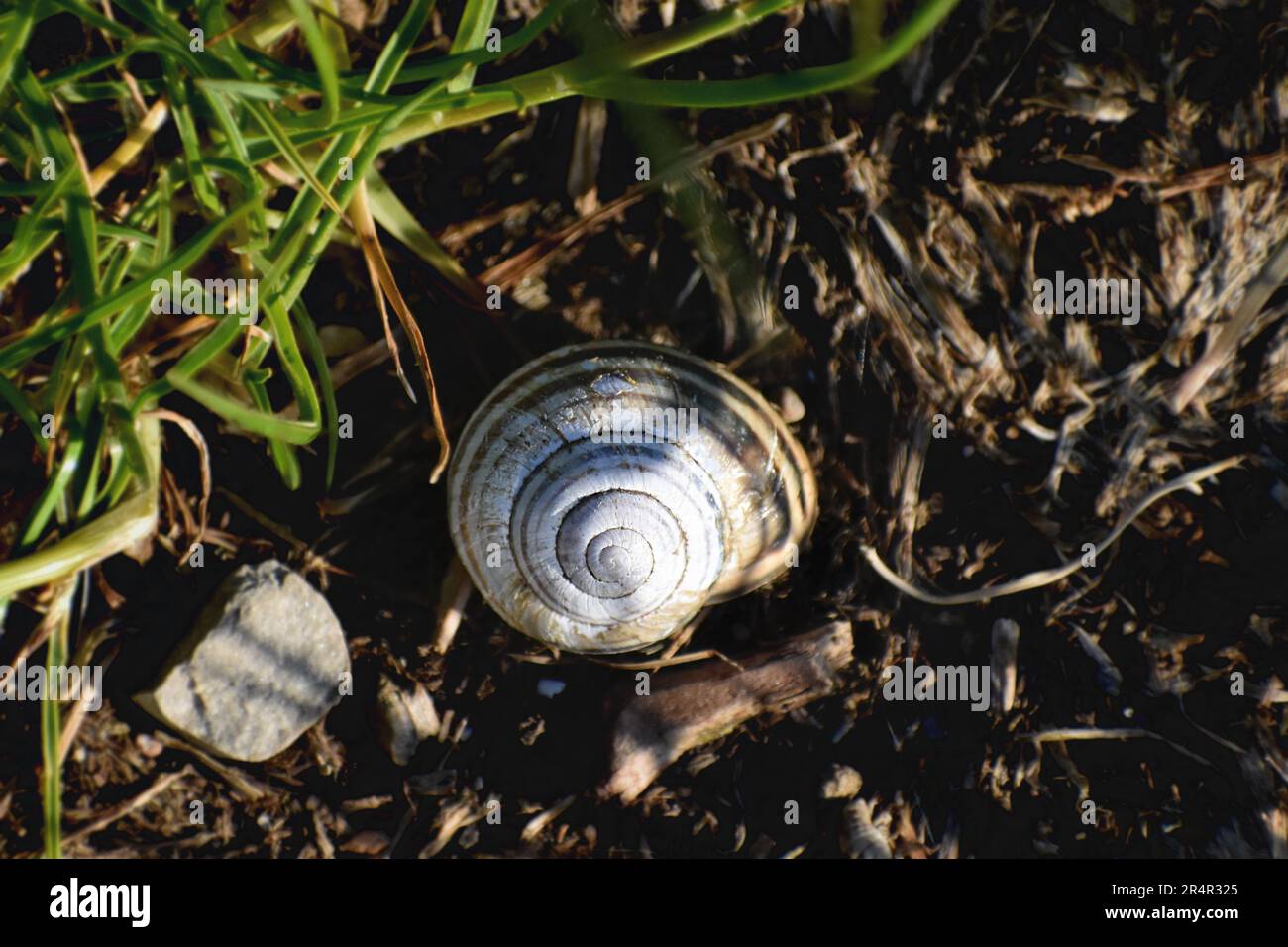 Fresh water snail hi-res stock photography and images - Alamy