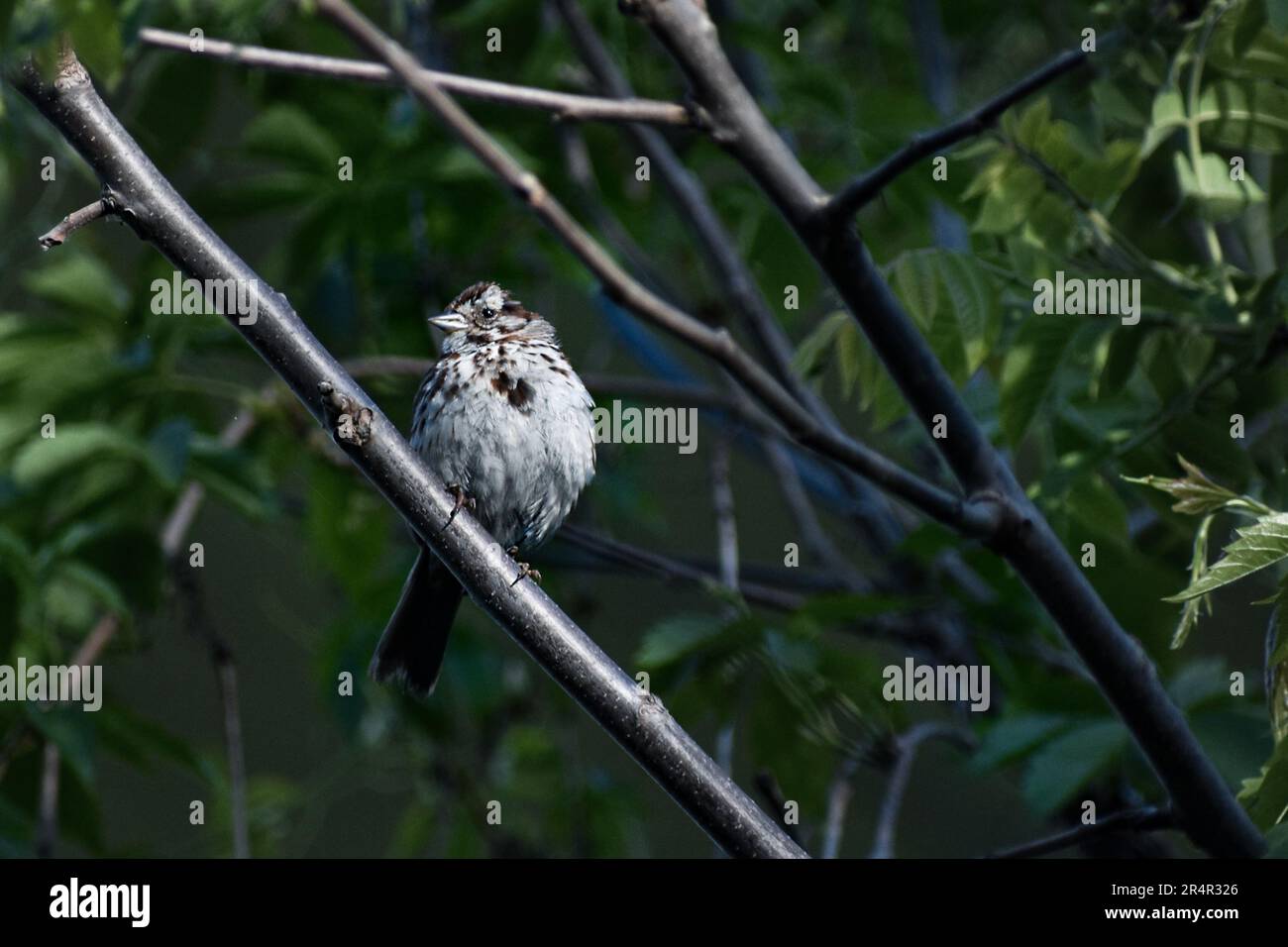 Cute sparrow hi-res stock photography and images - Alamy
