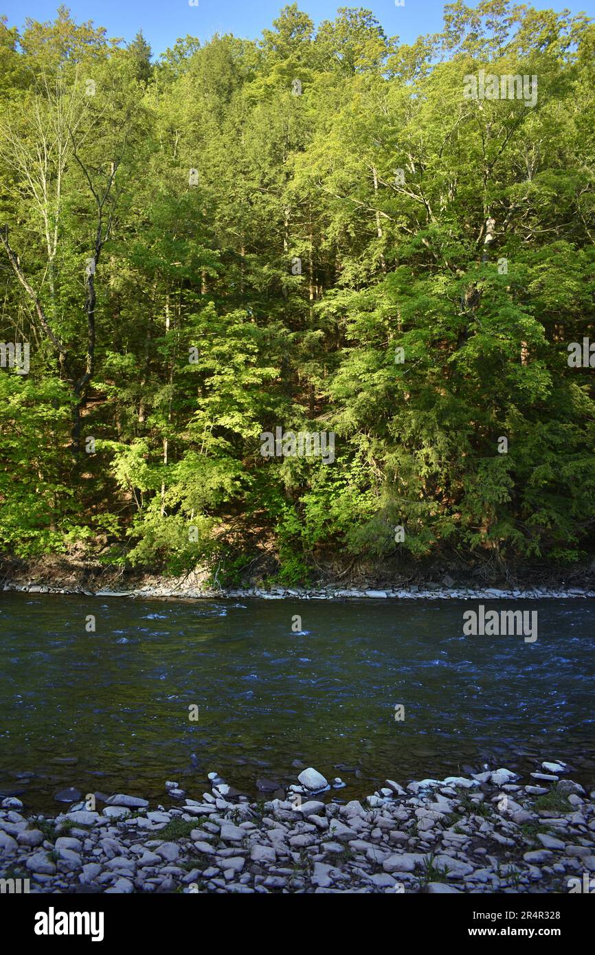Summer Forest Cover Stock Photo - Alamy