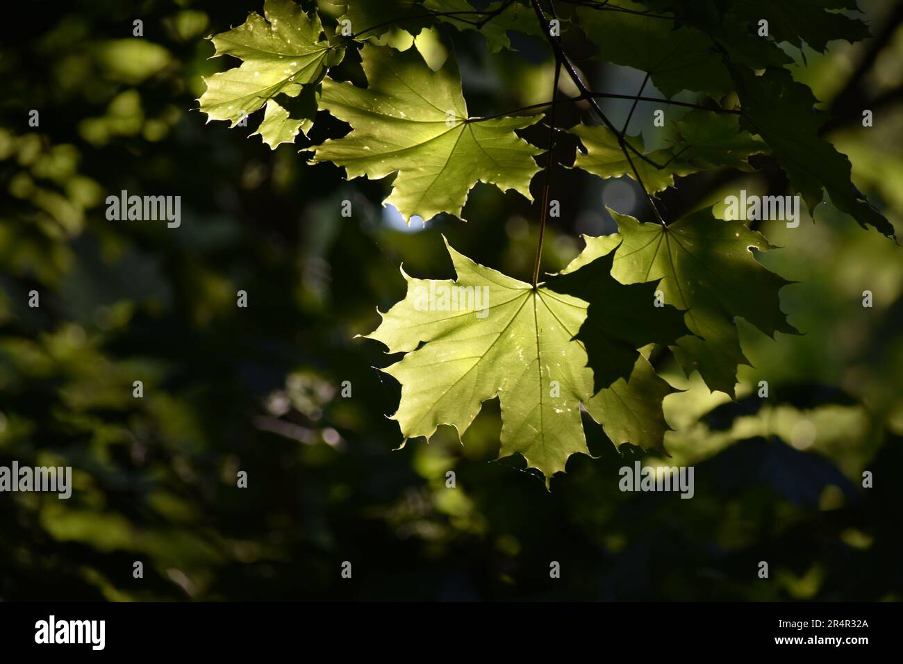 Fragrant maple hi-res stock photography and images - Alamy
