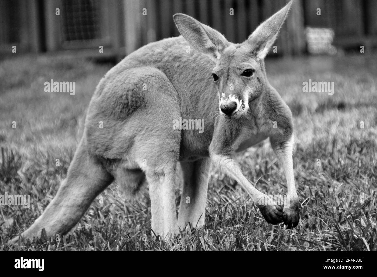 Kangaroo Embryo Crawling