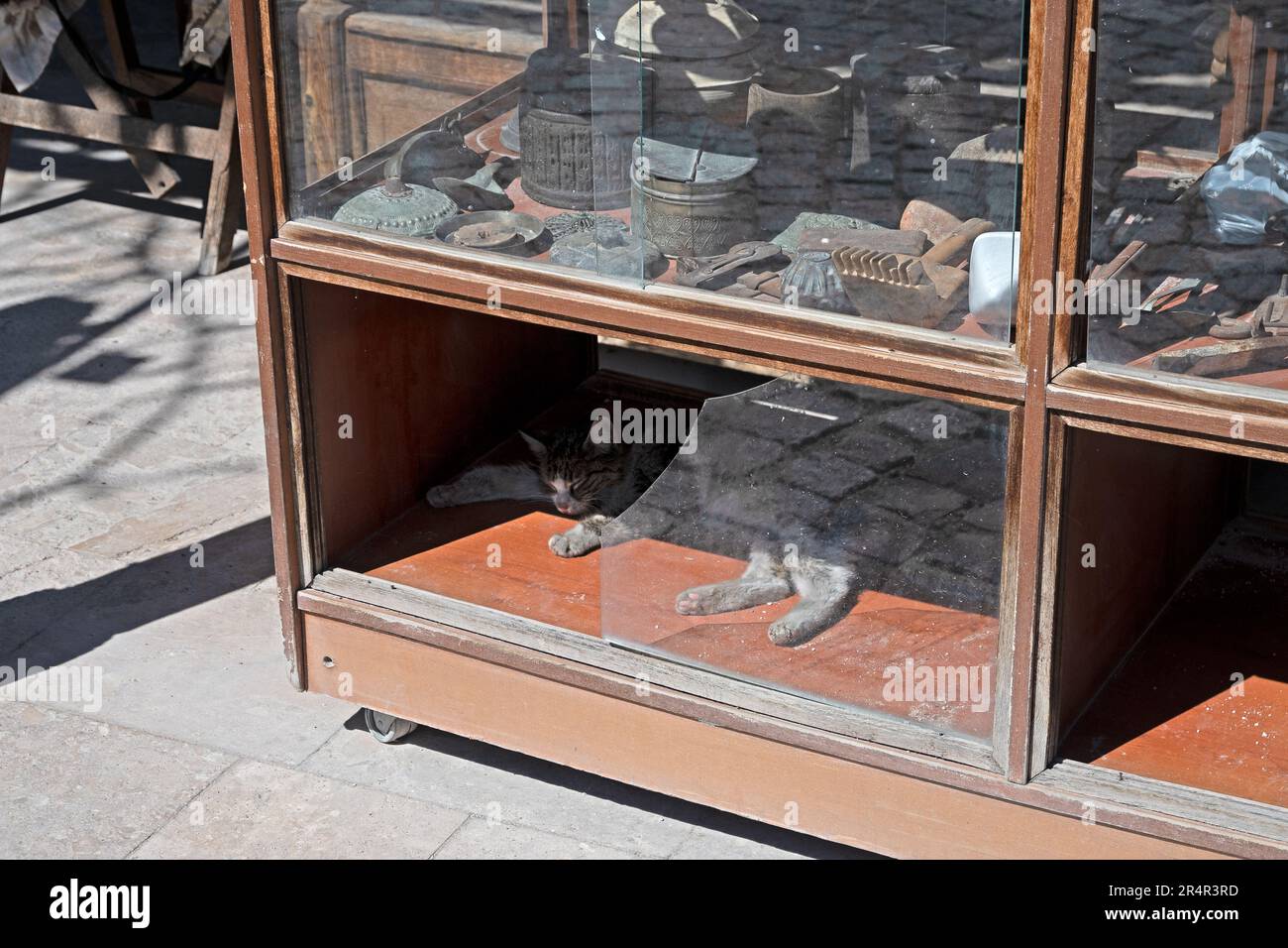 A tabby cat sleeping inside a display case outside an antique store ...