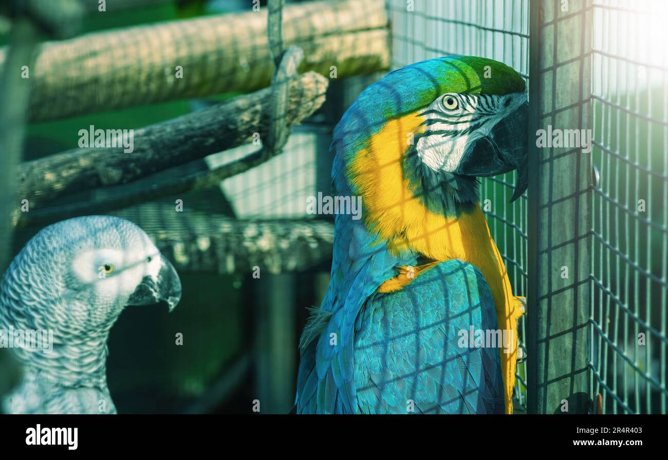 Adorable parrots domestic on hi-res stock photography and images - Alamy