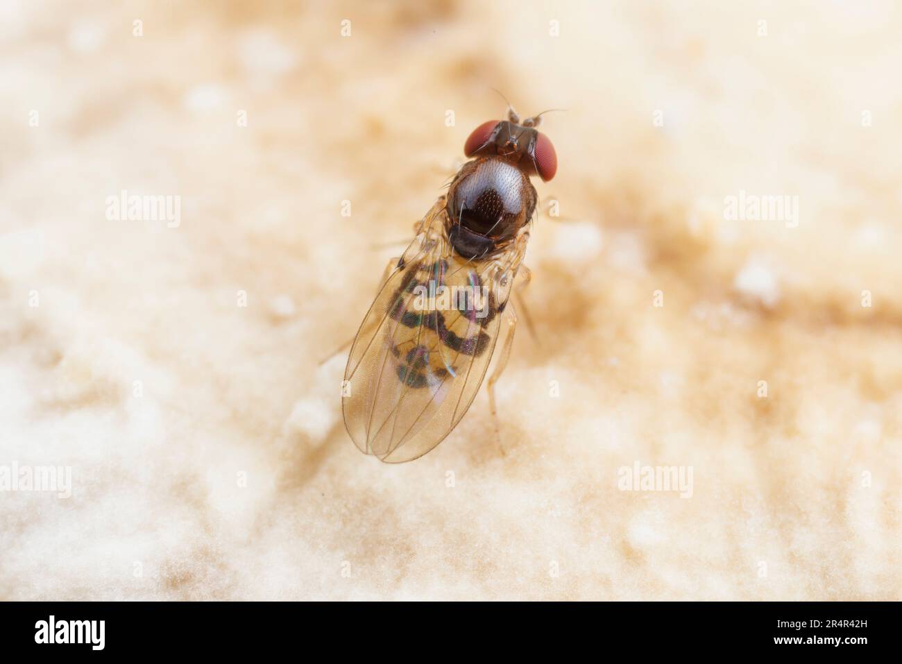 Vinegar Fly (Mycodrosophila claytonae Stock Photo - Alamy