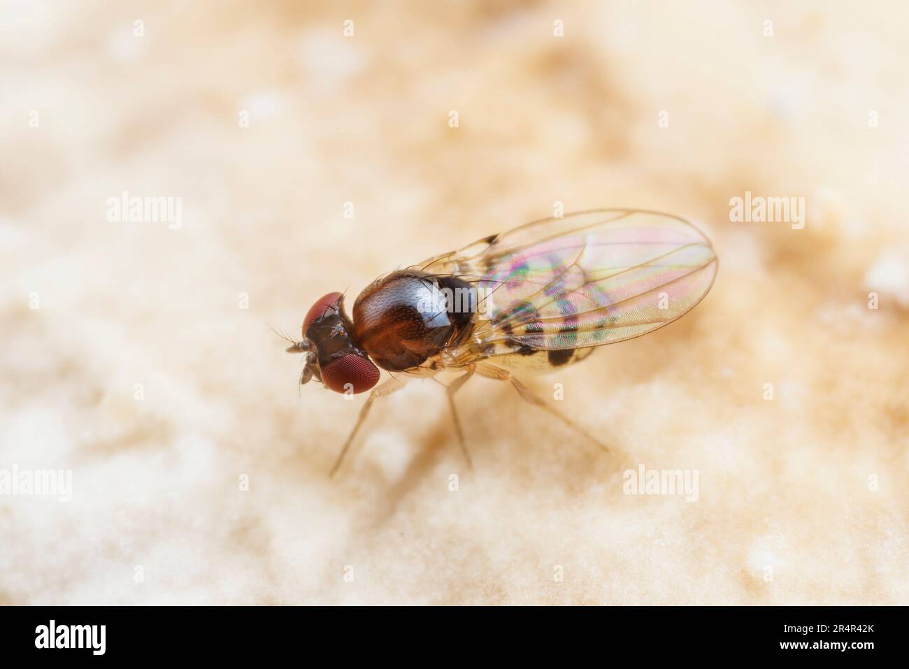 Vinegar Fly (Mycodrosophila claytonae Stock Photo - Alamy
