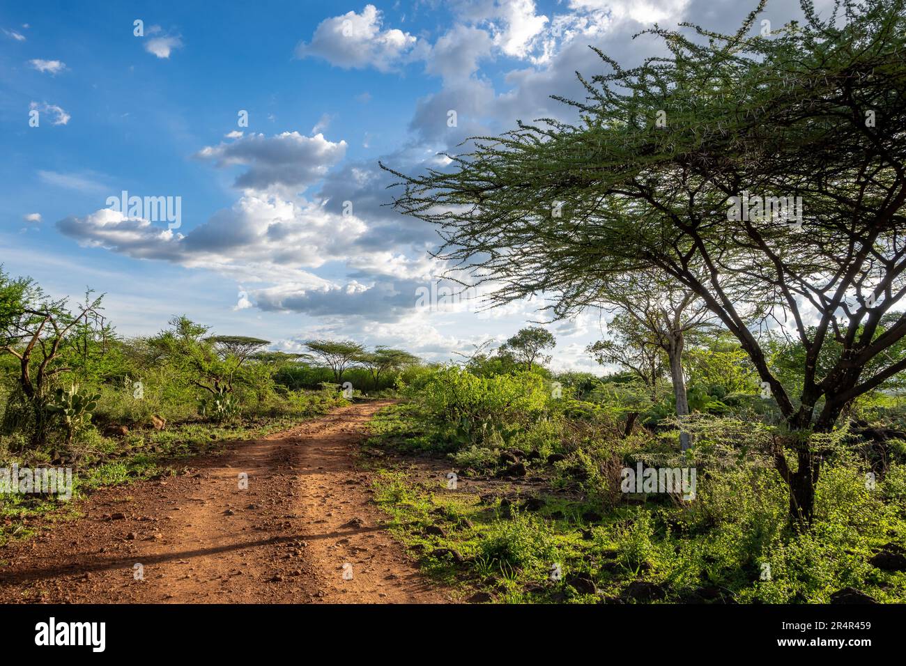 African savanna trees hi-res stock photography and images - Alamy