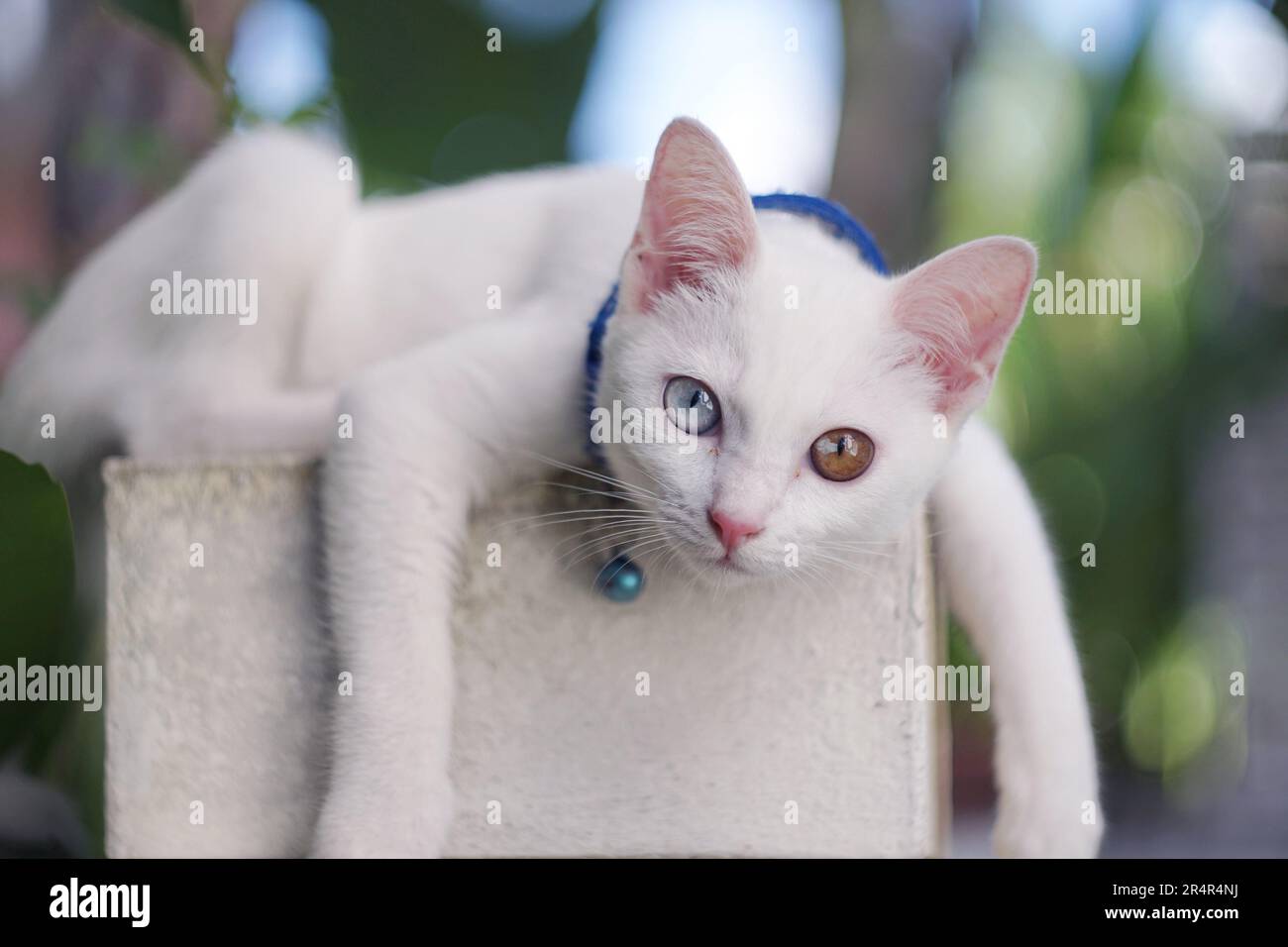 Close to Khao manee Cat have diamond 2 colors on the eyes Stock Photo ...