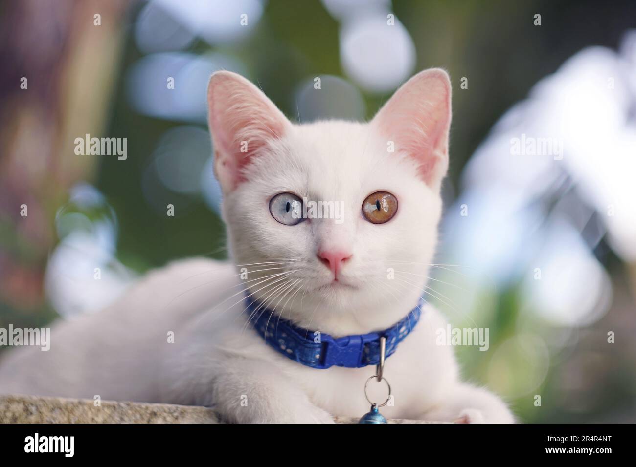 Khao manee hi-res stock photography and images - Alamy