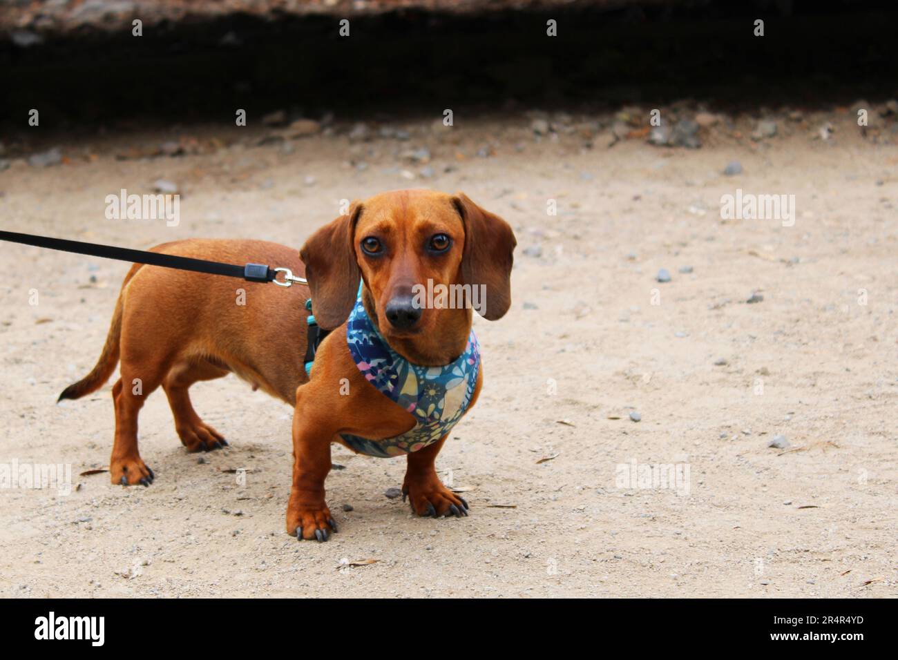 The dachshund, also called sausage dog Stock Photo - Alamy