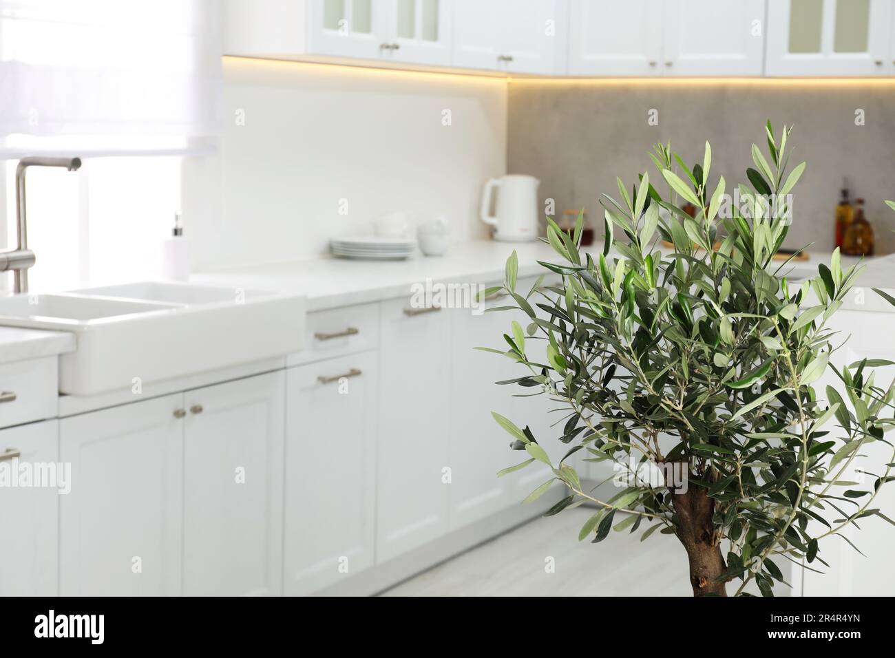 Beautiful olive tree in stylish kitchen. Interior design Stock Photo ...
