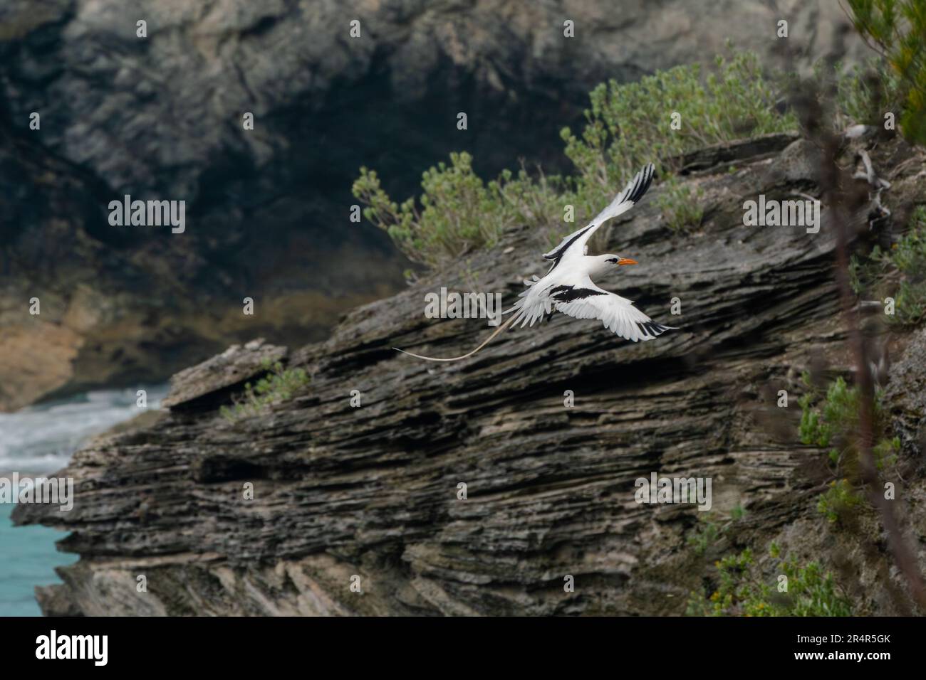 A white-tailed tropicbird (Phaethon lepturus), also known as a longtail ...