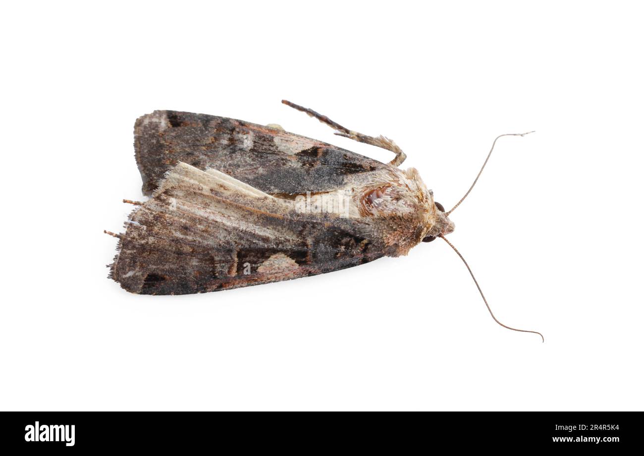 Cabbage moth hi-res stock photography and images - Alamy