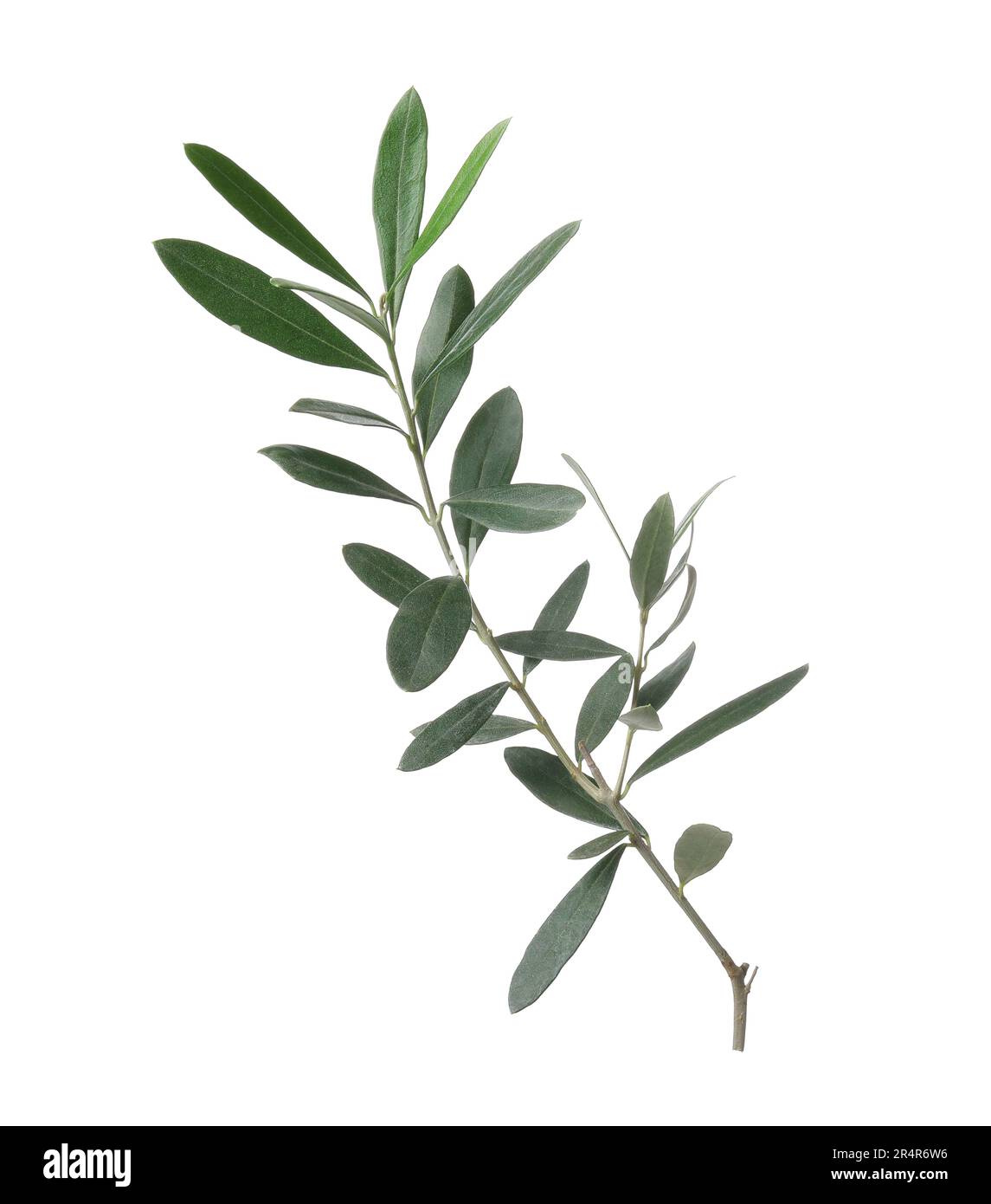 Olive tree leaves olea Cut Out Stock Images & Pictures - Alamy