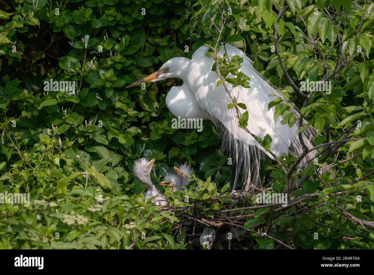 Egret ardea alba chick hi-res stock photography and images - Alamy