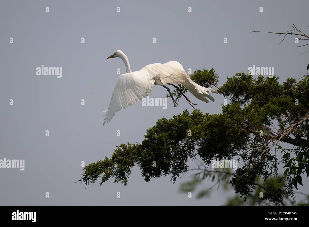 Eastern great egret flying hi-res stock photography and images - Alamy