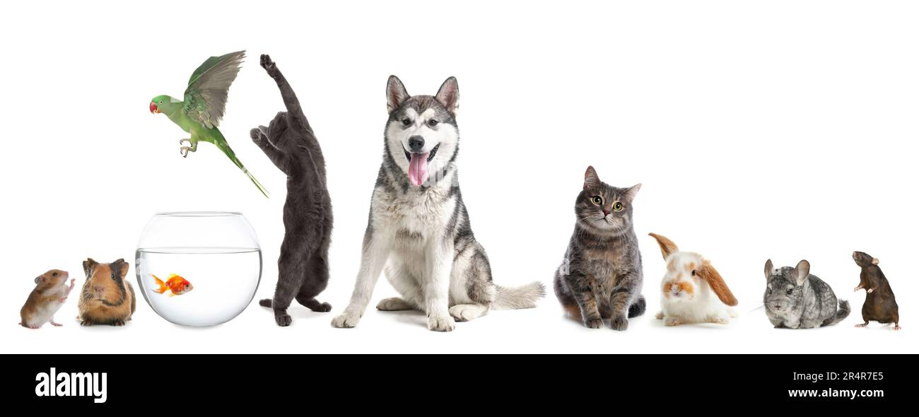 Group of different domestic animals on white background, collage Stock ...