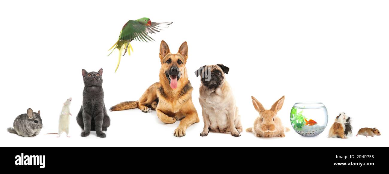 Group of different domestic animals on white background, collage Stock ...
