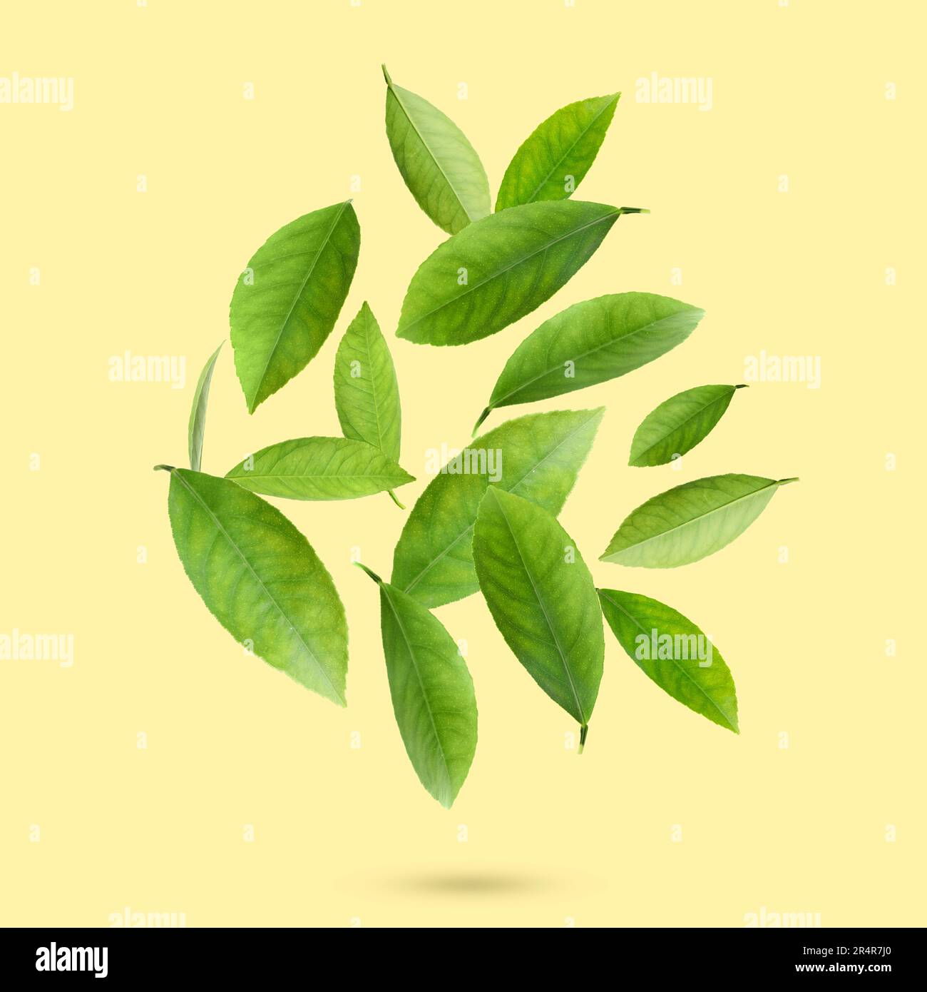 Beautiful fresh green citrus leaves falling on pale yellow background ...