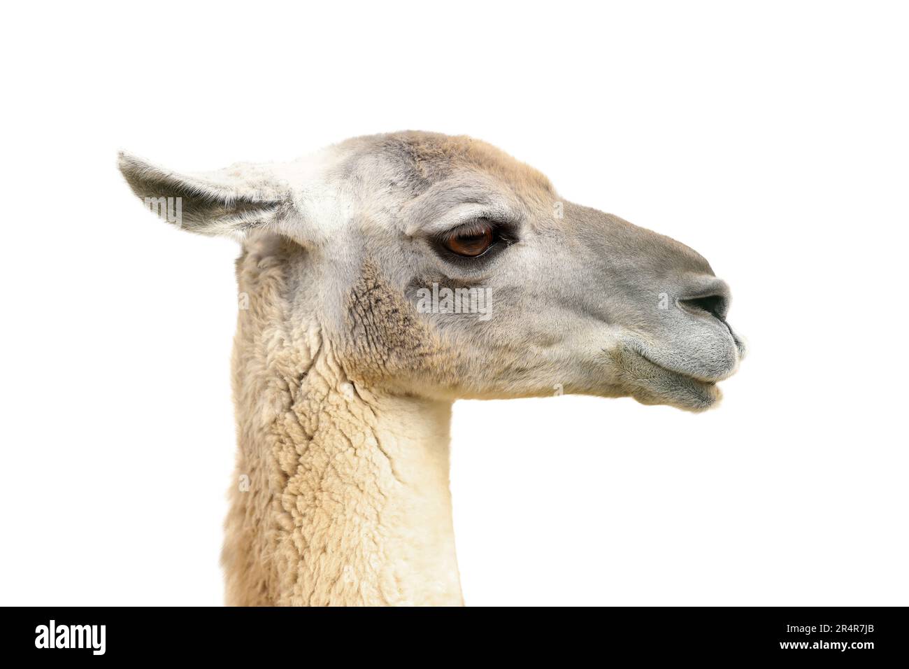 Cute guanaco on white background, closeup. Wild animal Stock Photo - Alamy