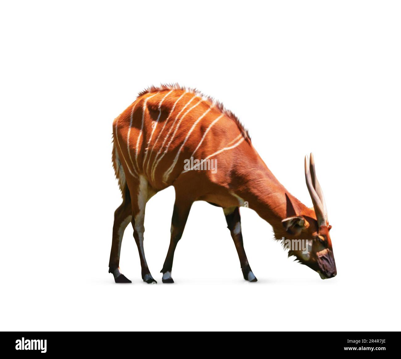 Grazing enclosure Cut Out Stock Images & Pictures - Alamy