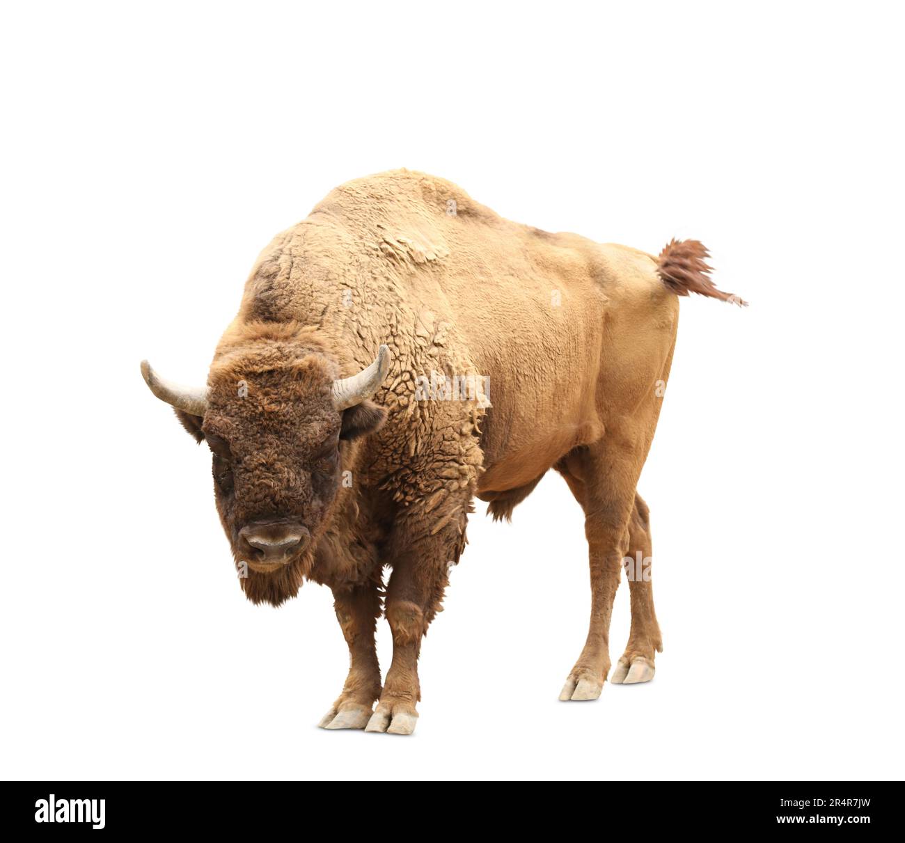 American bison on white background. Wild animal Stock Photo - Alamy