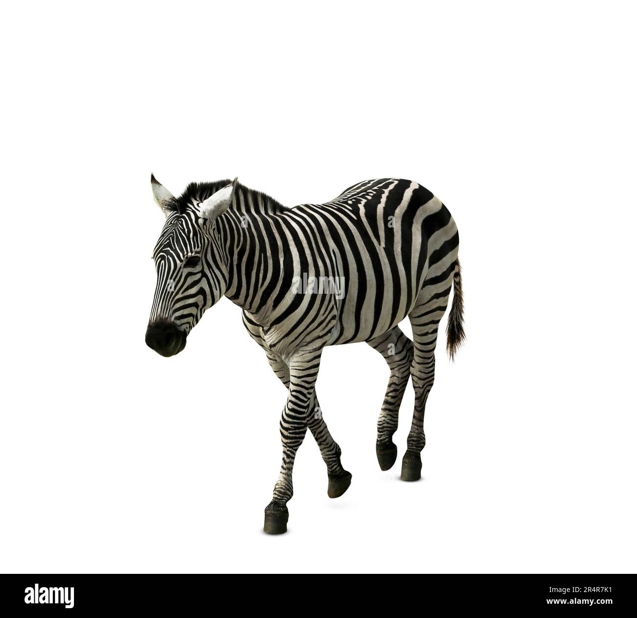 Beautiful striped African zebra on white background. Wild animal Stock ...