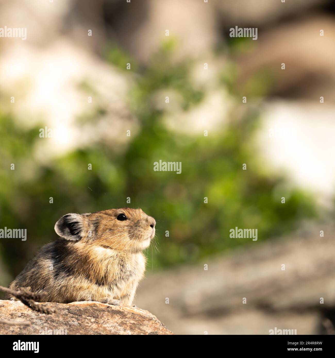 Pika looking right hi-res stock photography and images - Alamy