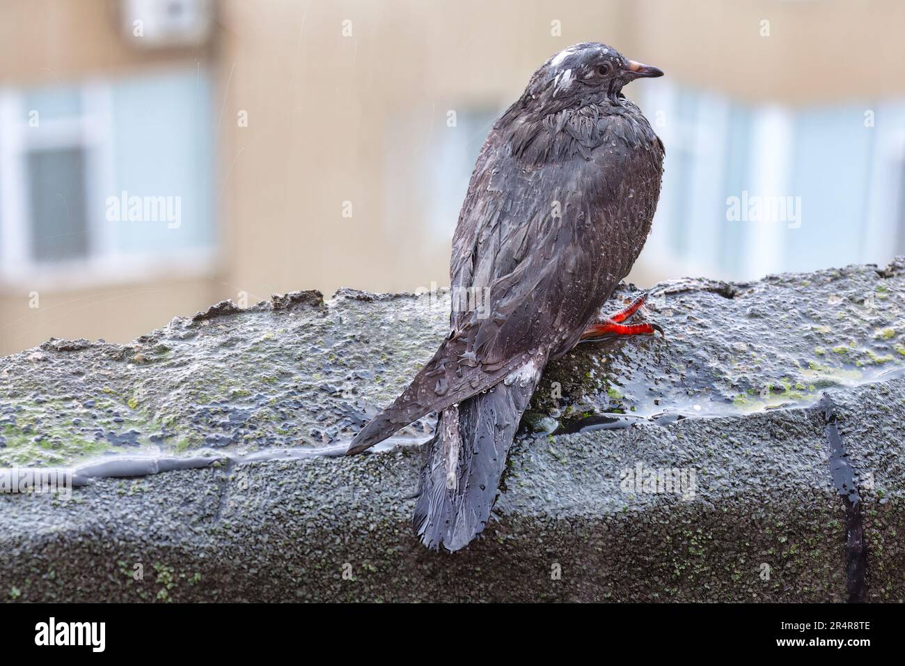 Pigeon standing in the rain . Wet lonely bird on the rooftop Stock ...