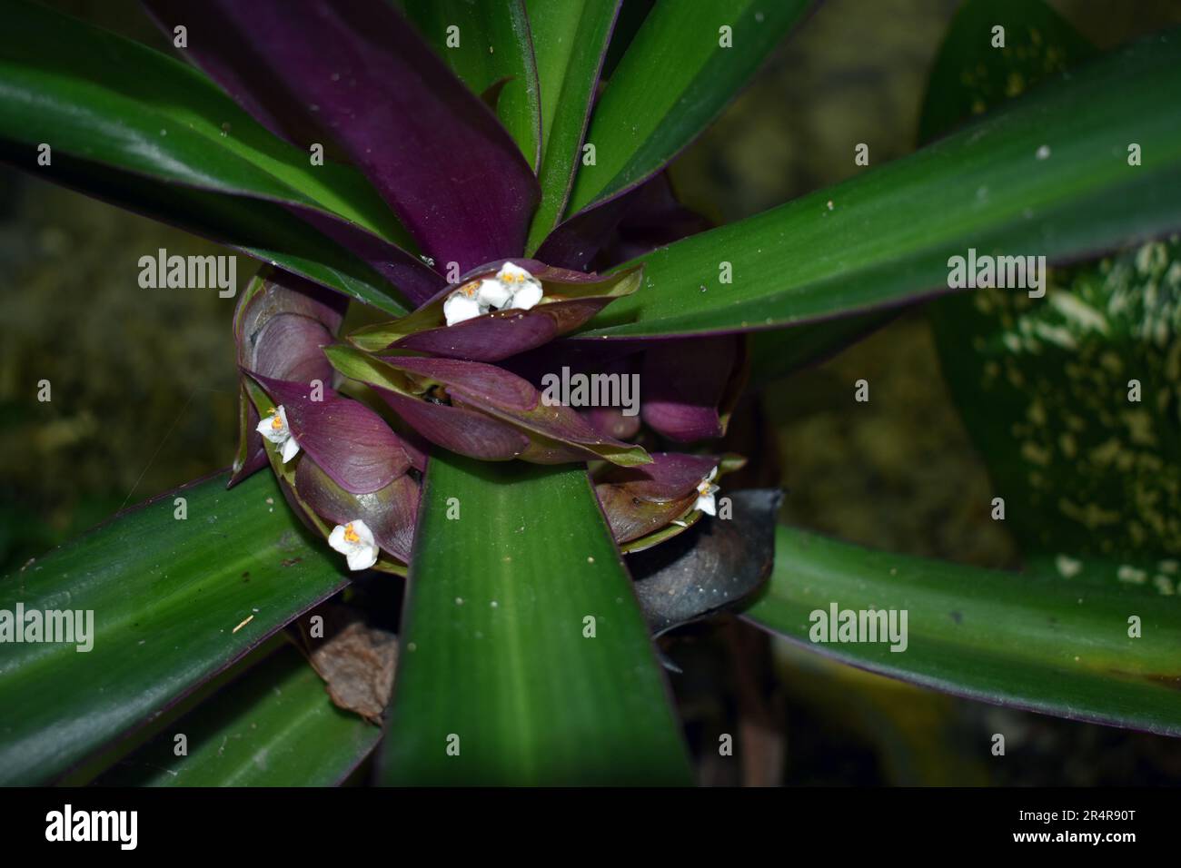 Japanese cherry falling petals hi-res stock photography and images - Alamy