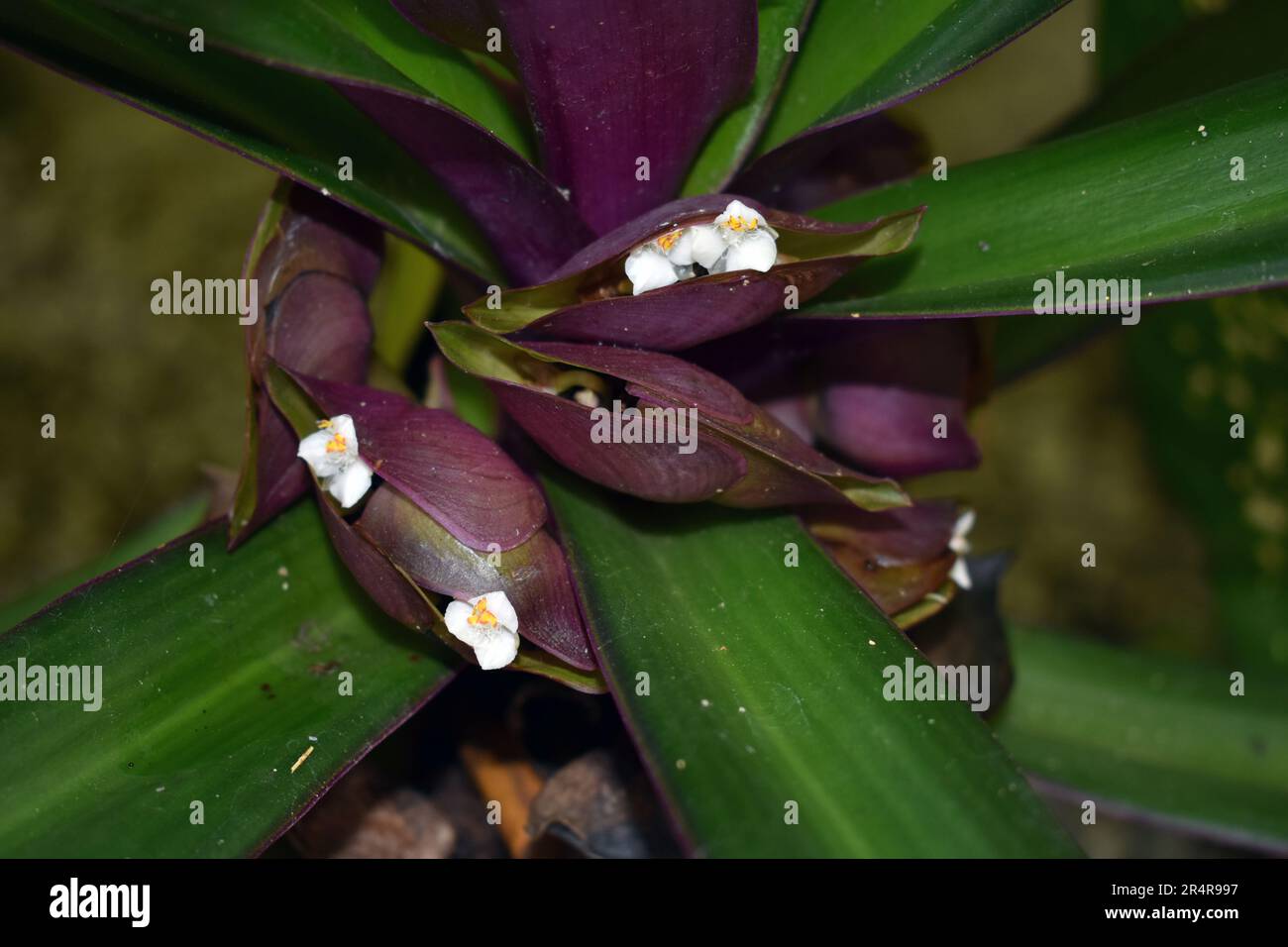 Japanese cherry falling petals hi-res stock photography and images - Alamy