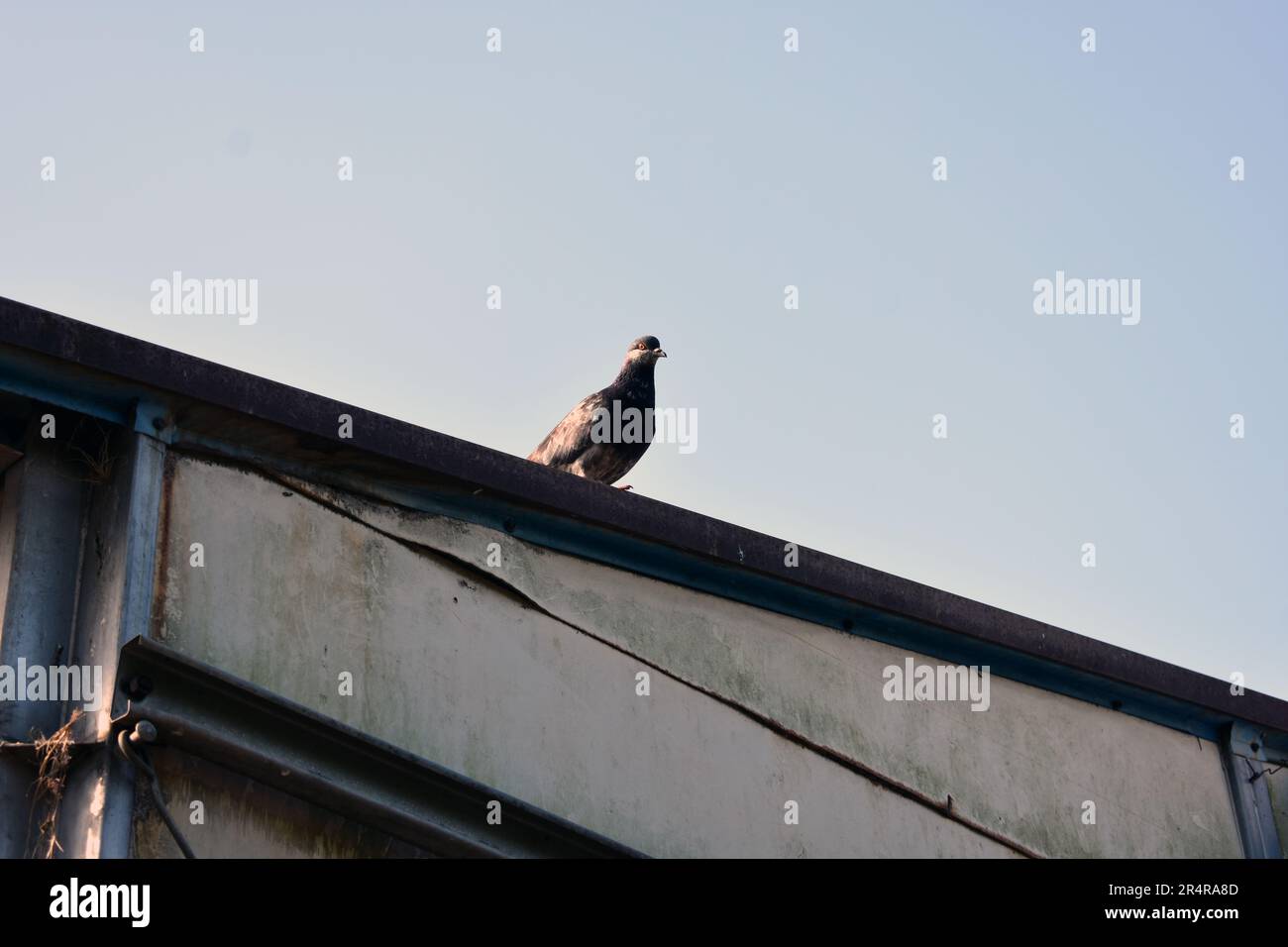 Cute pigeon flying hi-res stock photography and images - Alamy