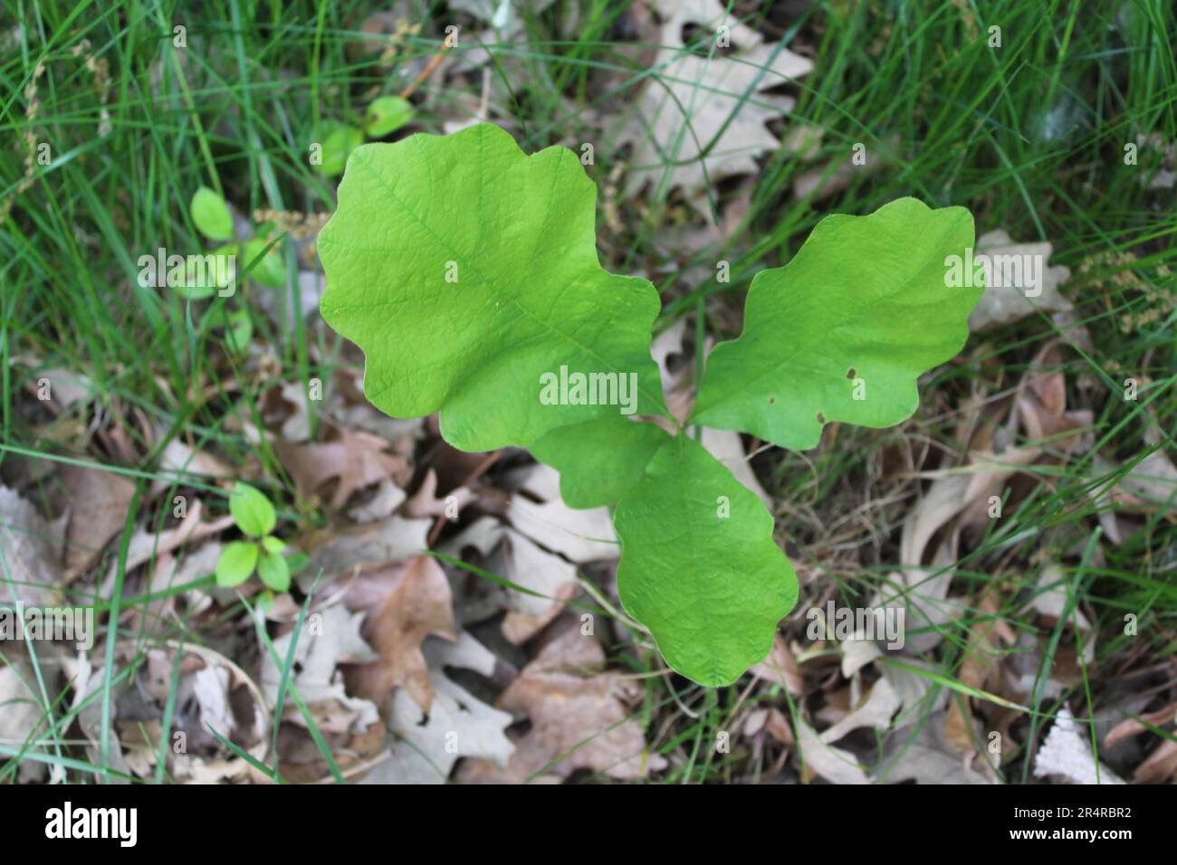 Oak tree seedling hi-res stock photography and images - Alamy