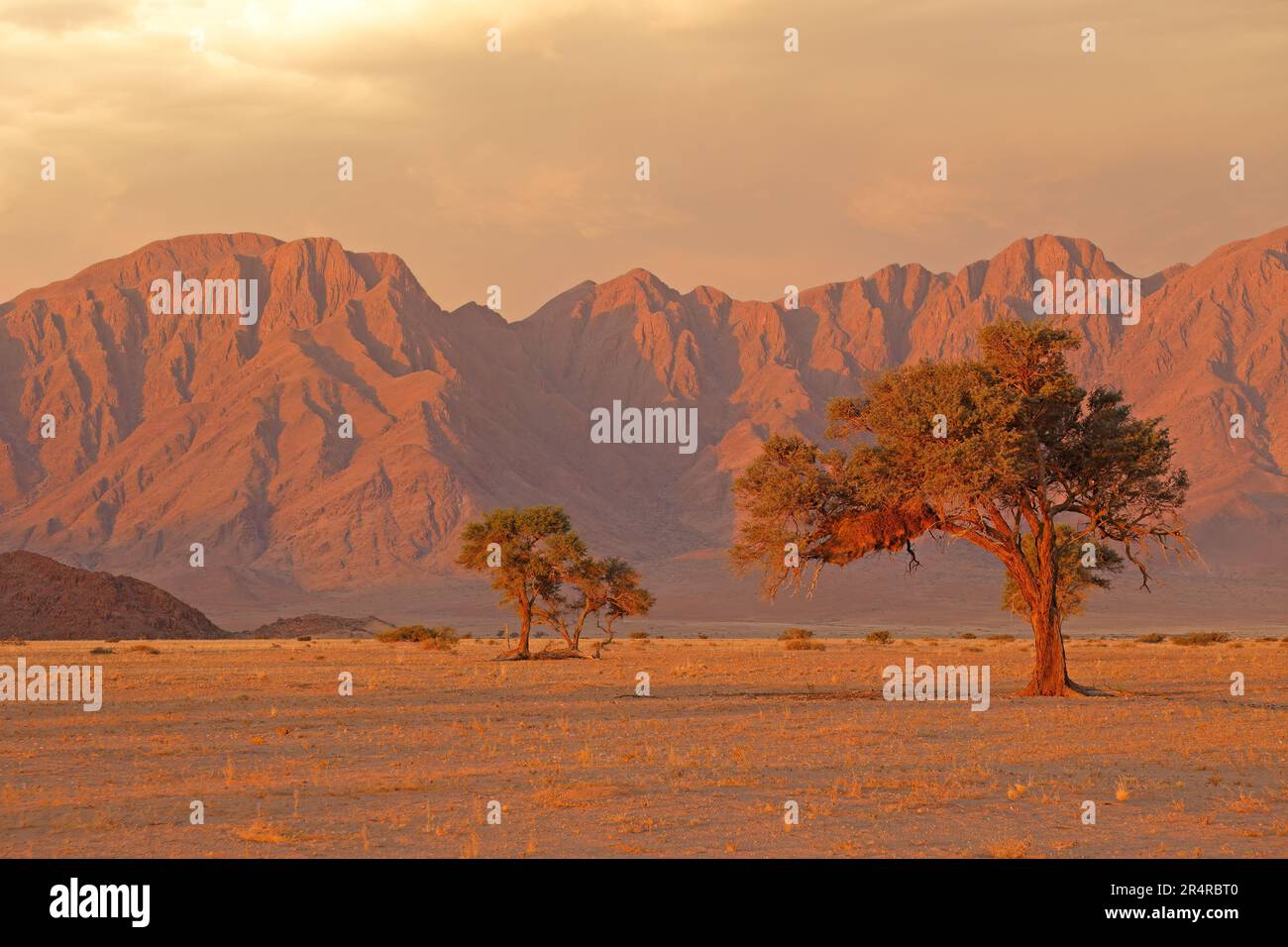 Namib desert landscape at sunset with rugged mountains and thorn trees ...